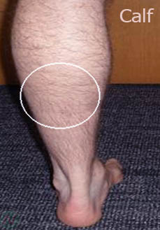 Domestic Animals Name Meaning & Image | Necessary Vocabulary ...