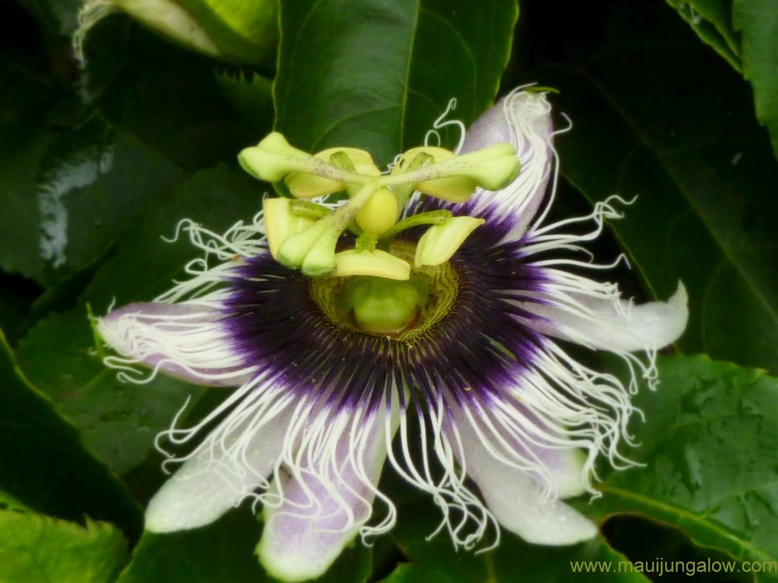 Maui Jungalow: Jamaican and Regular Liliko'i