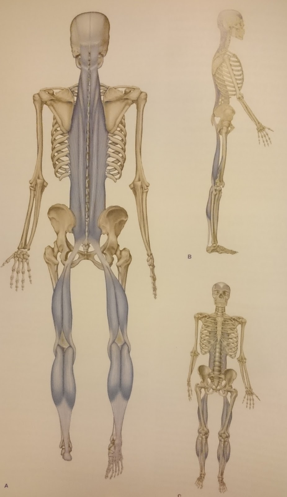 the Dutch Touch - Bowen Therapy: Fascial lines