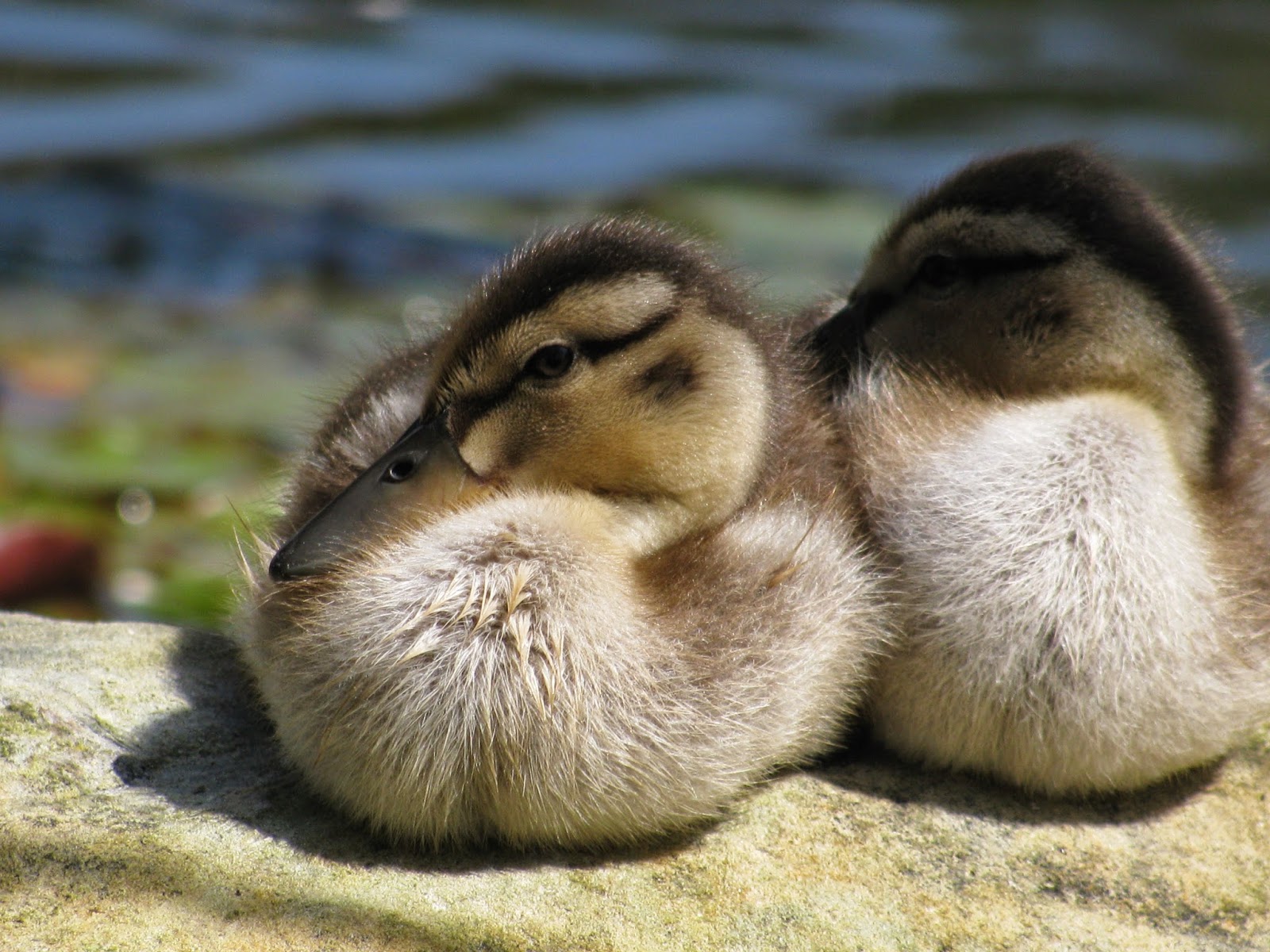 The Mountain is Up: The Twelve Days of Christmas, Six Geese a Laying