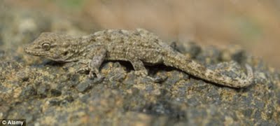 BUNGLON MELAKUKAN MIMIKRI