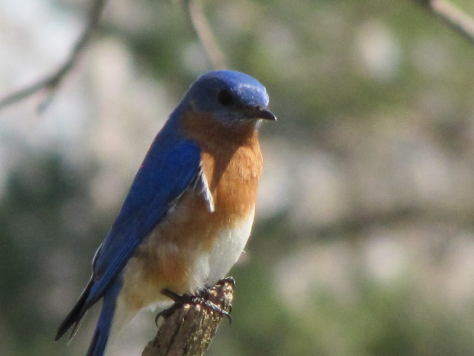 The Oakland Press Blogs: Earth's Almanac: EYE OF THE BLUEBIRD --- AND ...