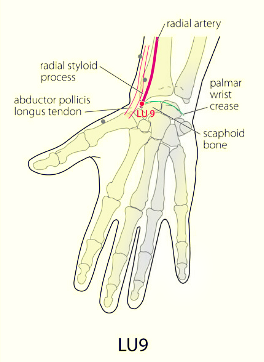 SaroEpic Acupuncture : influential points