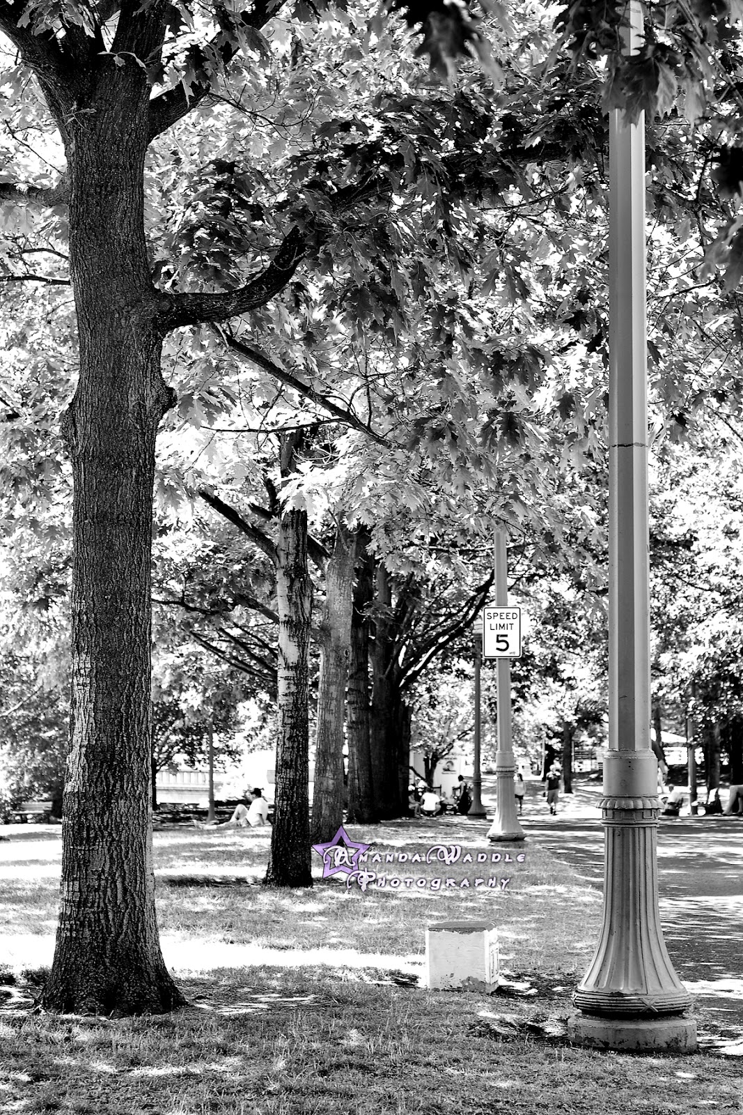 Amanda Waddle Photography