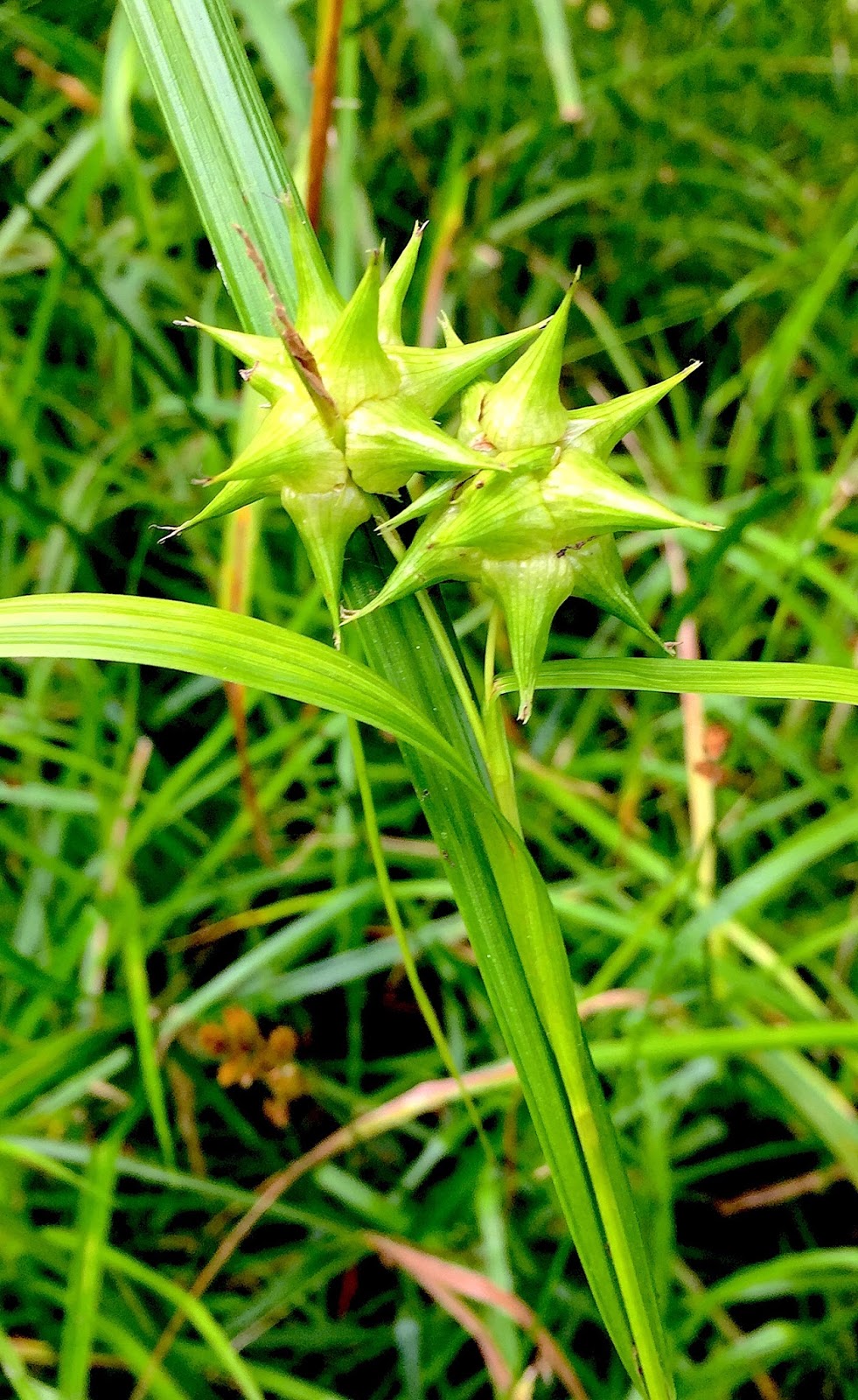 Vestal Grove: Sedge Heads