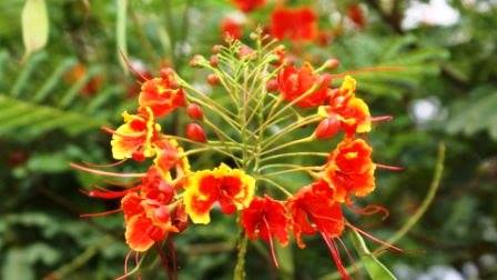 25+ Bunga Merak Adalah, Percantik Ruangan!