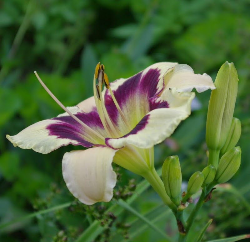 sweetbay: Blooming Friday ~ Patterns