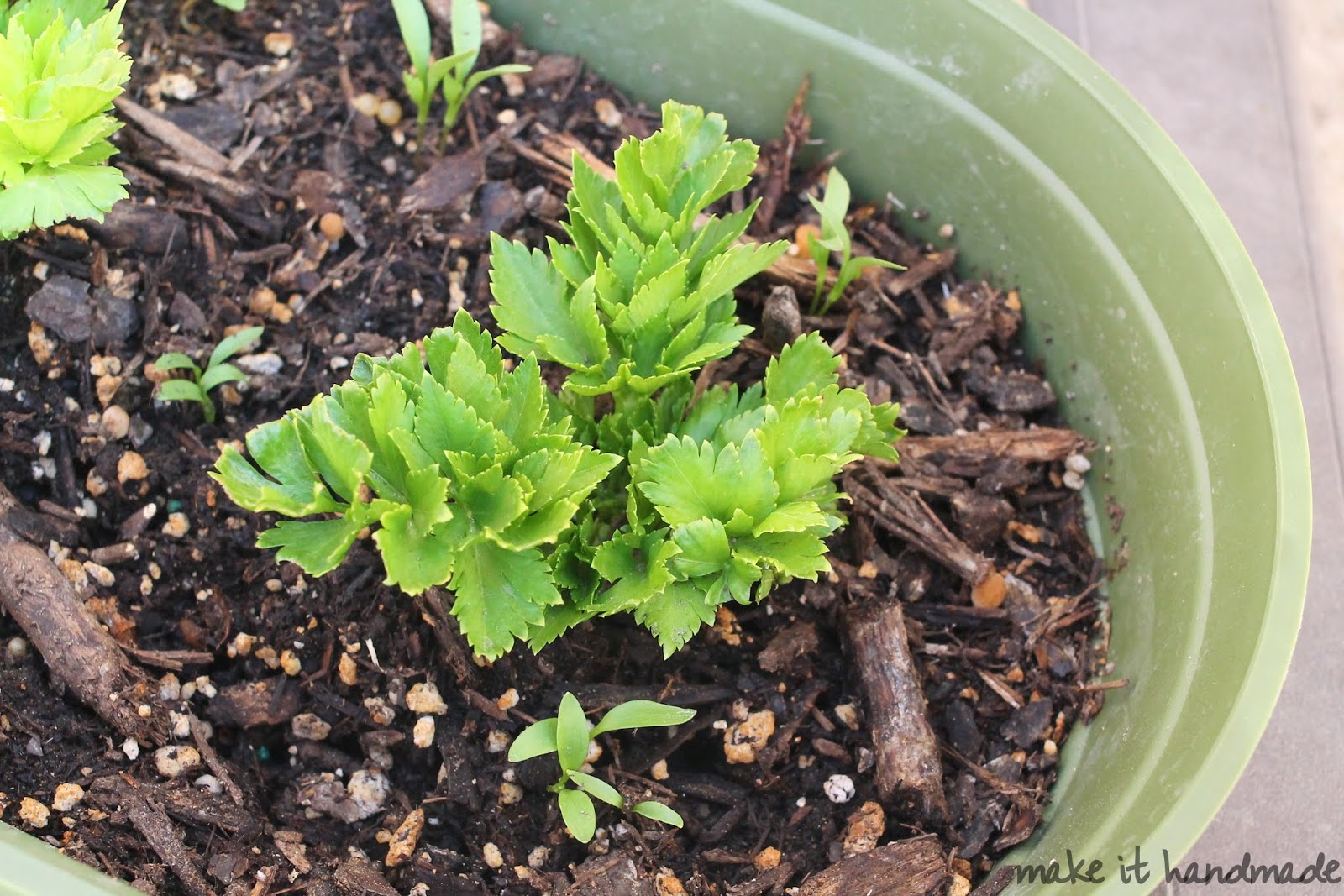 Make It Handmade: Regrowing Celery