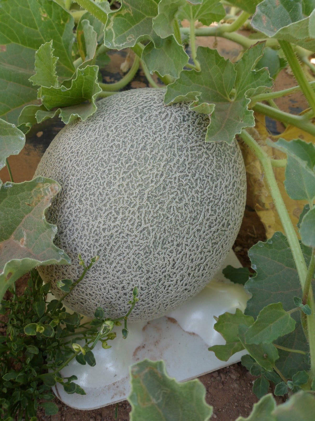 Vandervoet and Associates: Spring 2013 Melon Crop