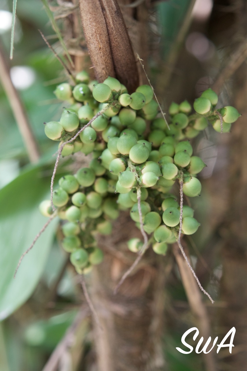 Tropical Biodiversity - Santarém - Pará - Brasil: Fruit of a Marajá da ...