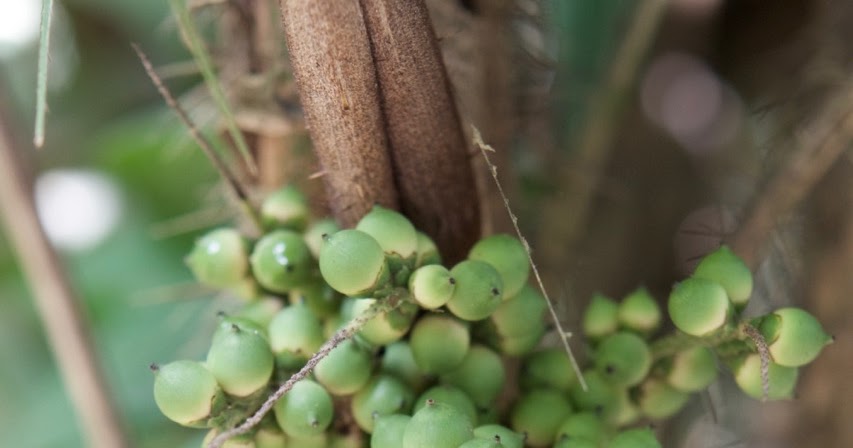 Tropical Biodiversity - Santarém - Pará - Brasil: Fruit of a Marajá da ...