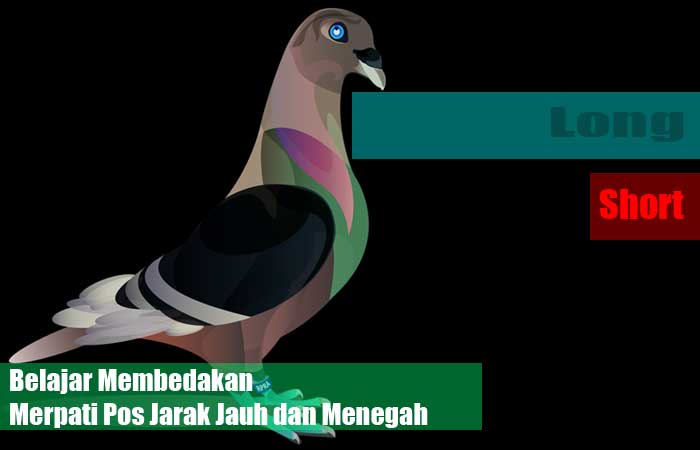Belajar Membedakan Merpati Pos Jarak Jauh dan Menegah - Jawa Bird