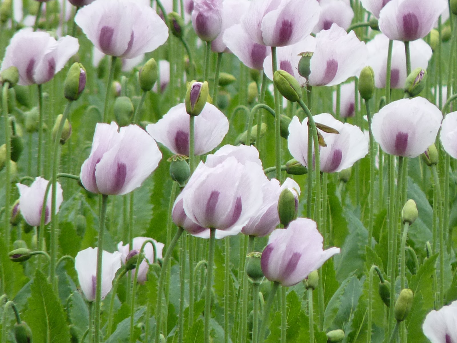 365 Days.: Field of dreams: The opium poppy crop in Dorset.