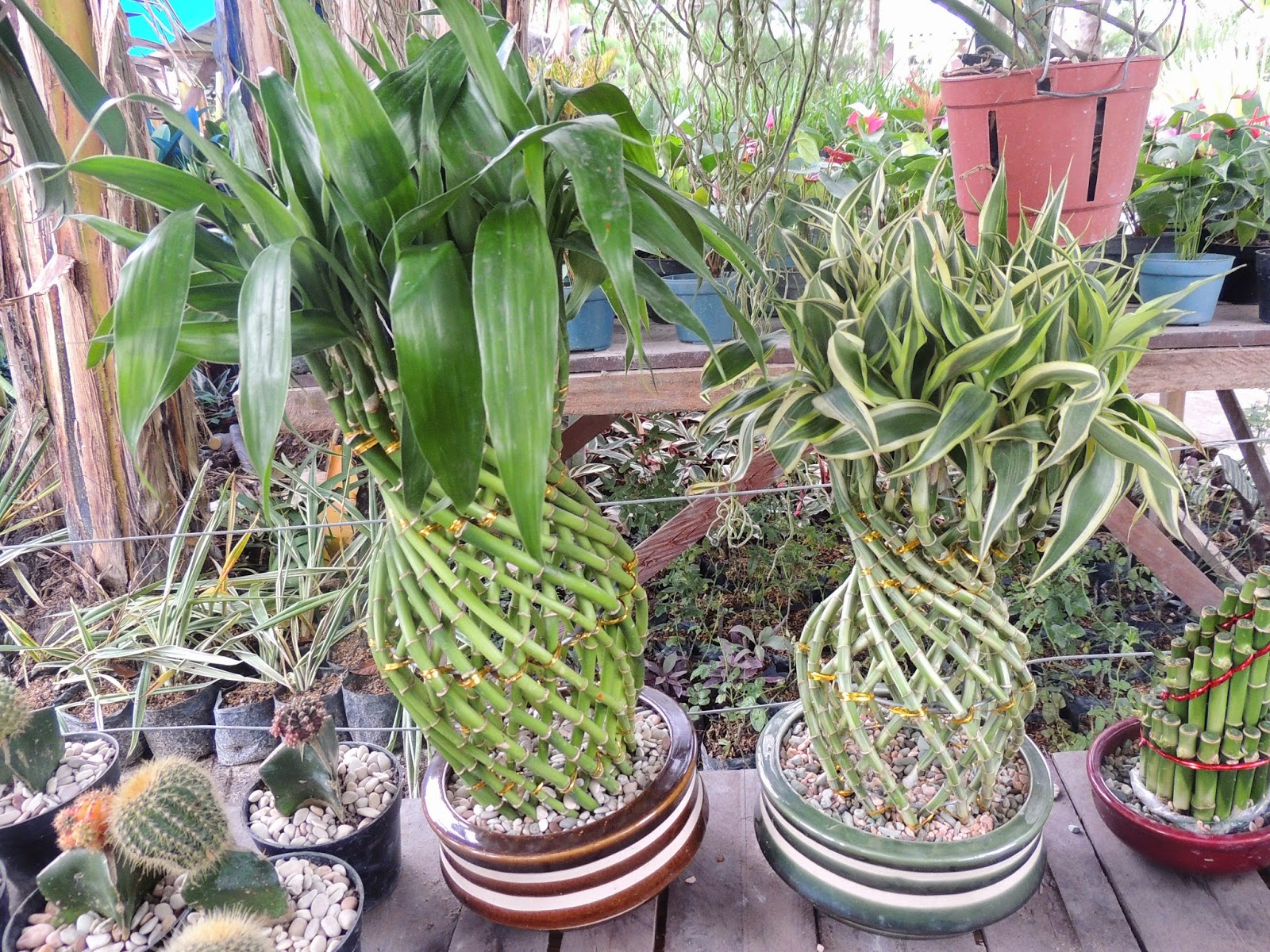 Bunga Sri Rejeki Beracun