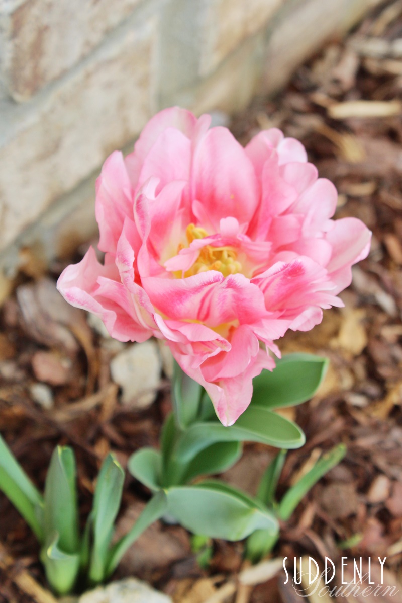 Suddenly Southern : My Favorite Spring Blooming Flower Bulbs...