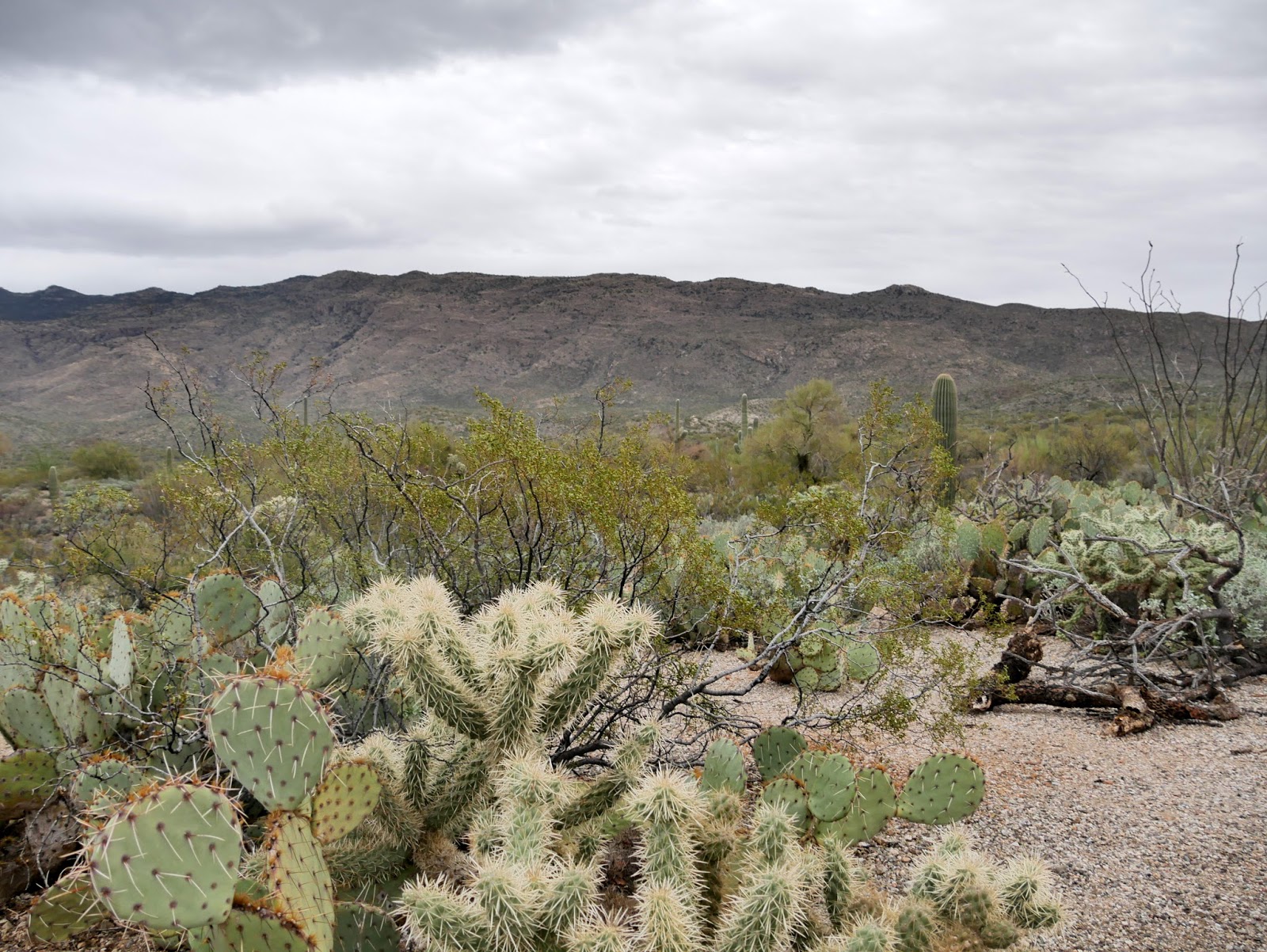 American Travel Journal: Cactus Forest Loop Drive - Saguaro National Park