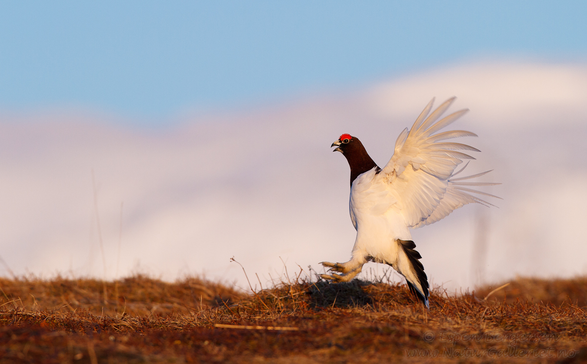 Naturgalleriet.no: Forhistoriske ryper