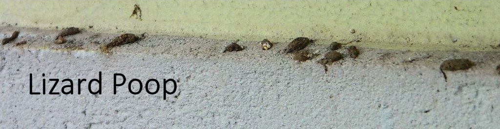 Alan World: Lizard Poop