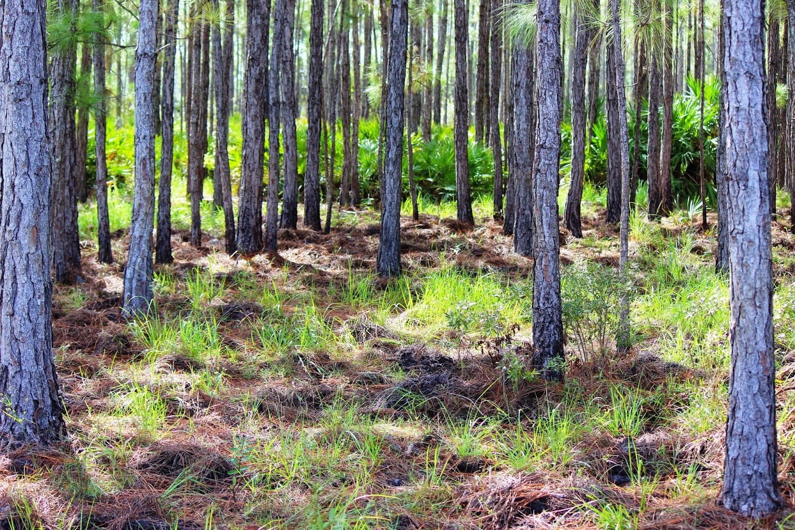Take Another Road: Hunting and Fishing Babcock Ranch