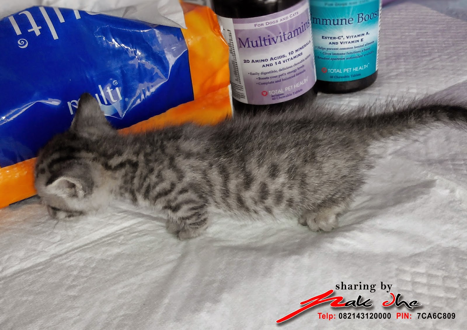 kucing bengal munchkin atau bengal berkaki pendek bernama genetta cat ...