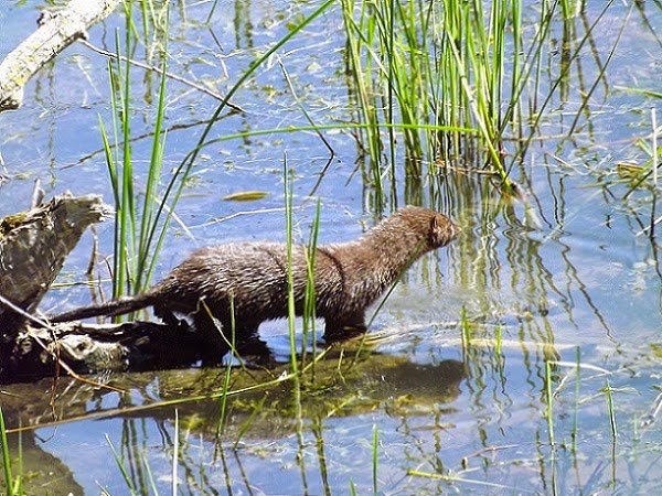 Thinking Out Loud : In Defense Of The Mink And The Woodpecker