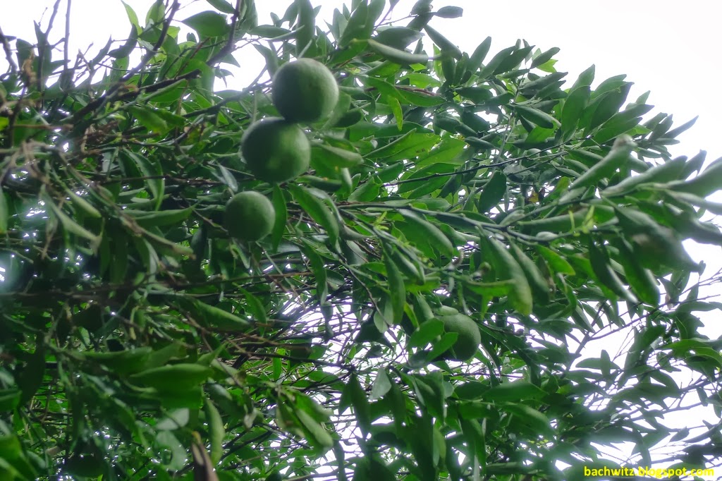 Nature-ral High: Return to Mt. Kalisungan