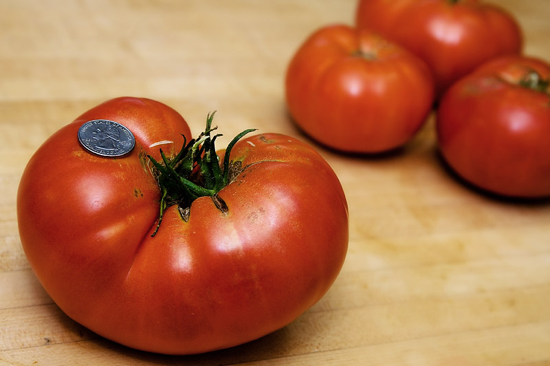 All Fun Here: World's largest tomato