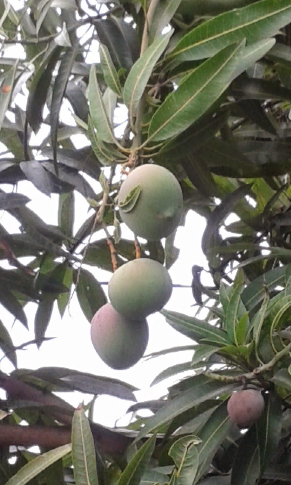 Mengenal Tanaman Mangga | Juragan Tanaman