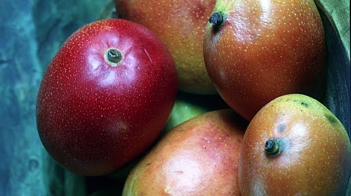 Angel Manero: Mango piurano duplicaría sus ventas hasta en 2.500 ...