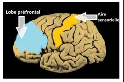 Peut-on considérer le rire comme un outil de guérison?: mécanisme du rire