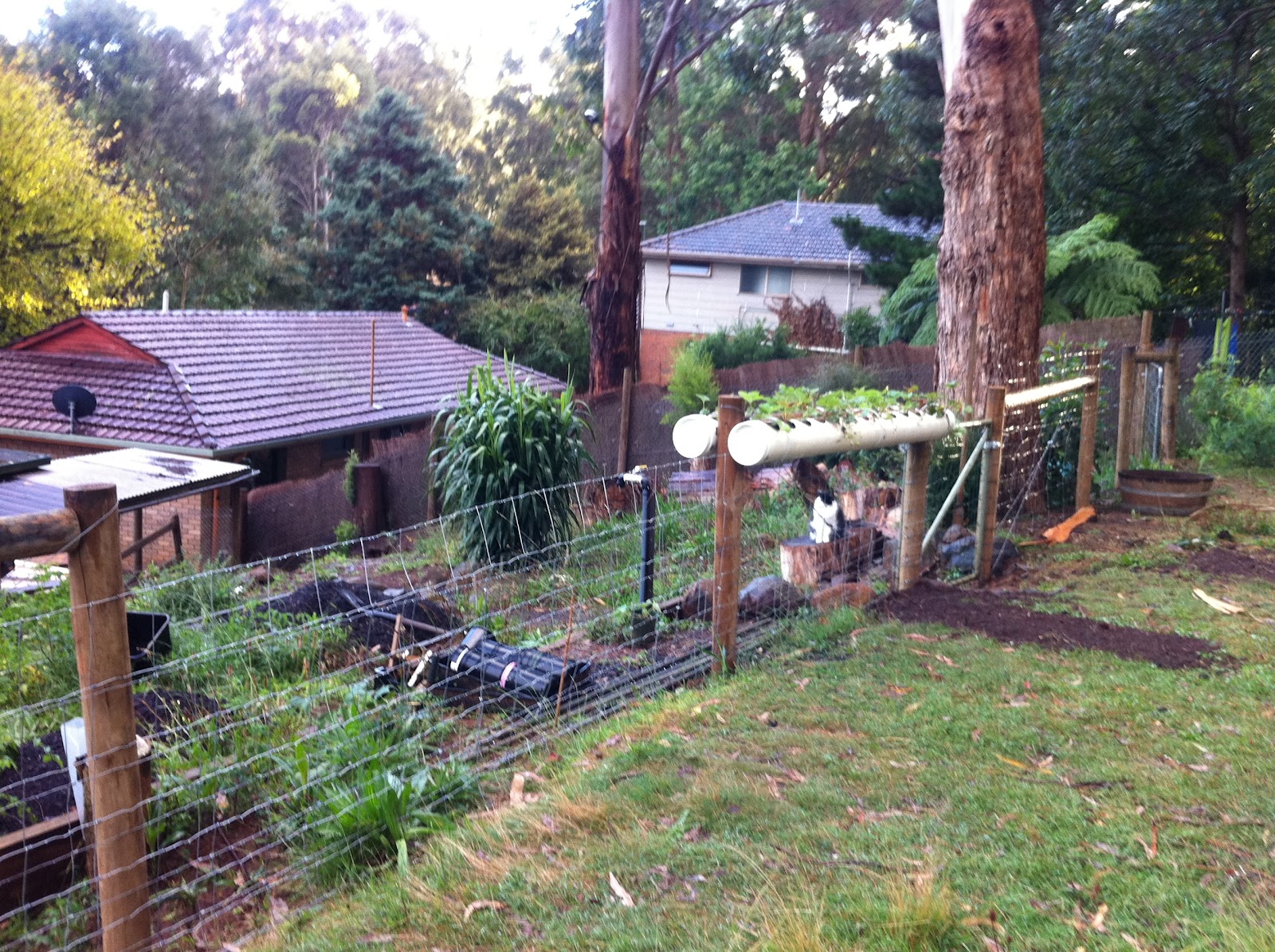 Tim the Garden Farmer: Chicken proof fence needed to keep chooks out of ...