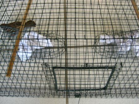 Practical Gardening: Homemade Bird Trap - Retrieving Trapped Birds