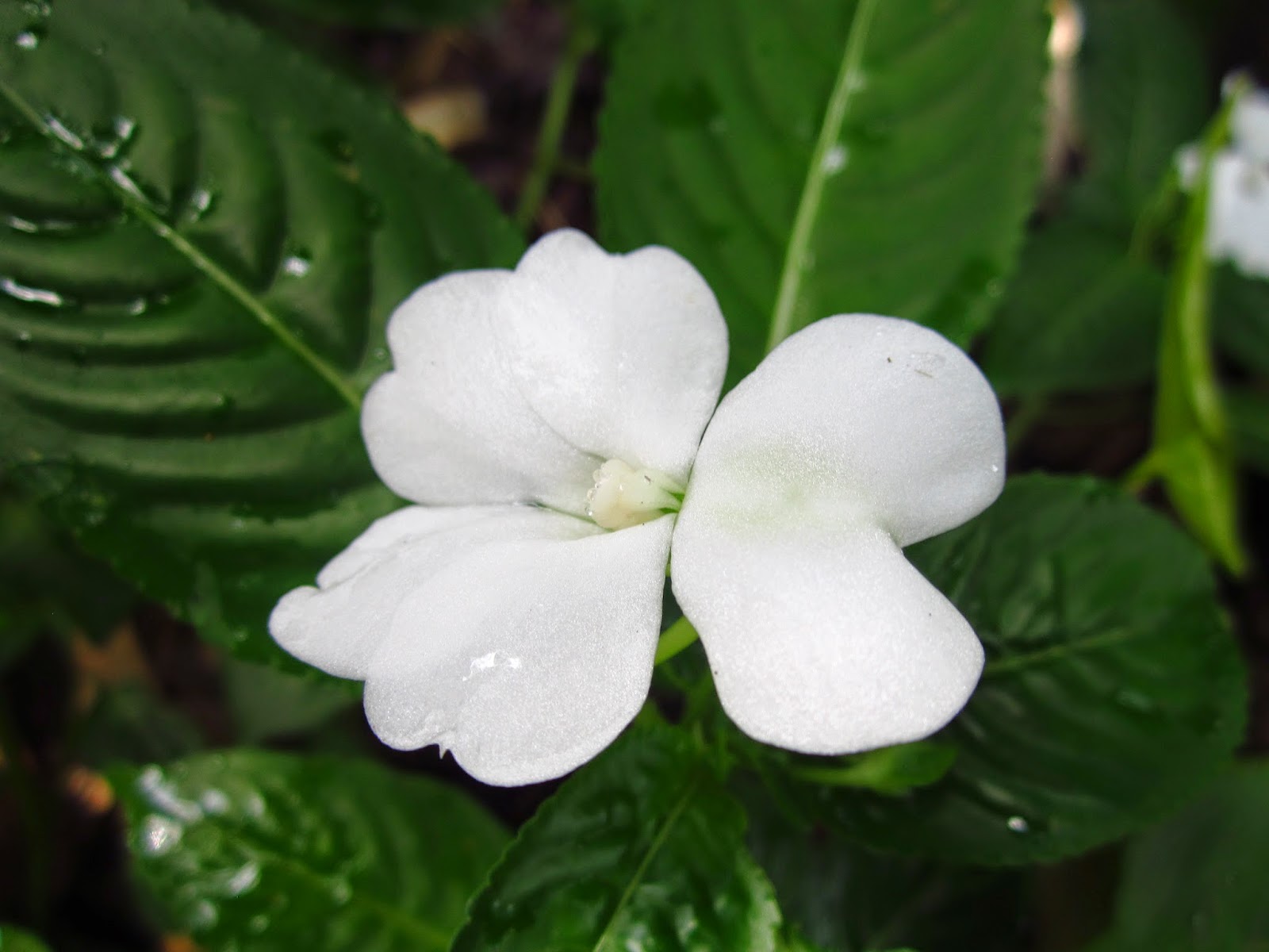 Sudaraka සුදාරක: Kudalu Flower