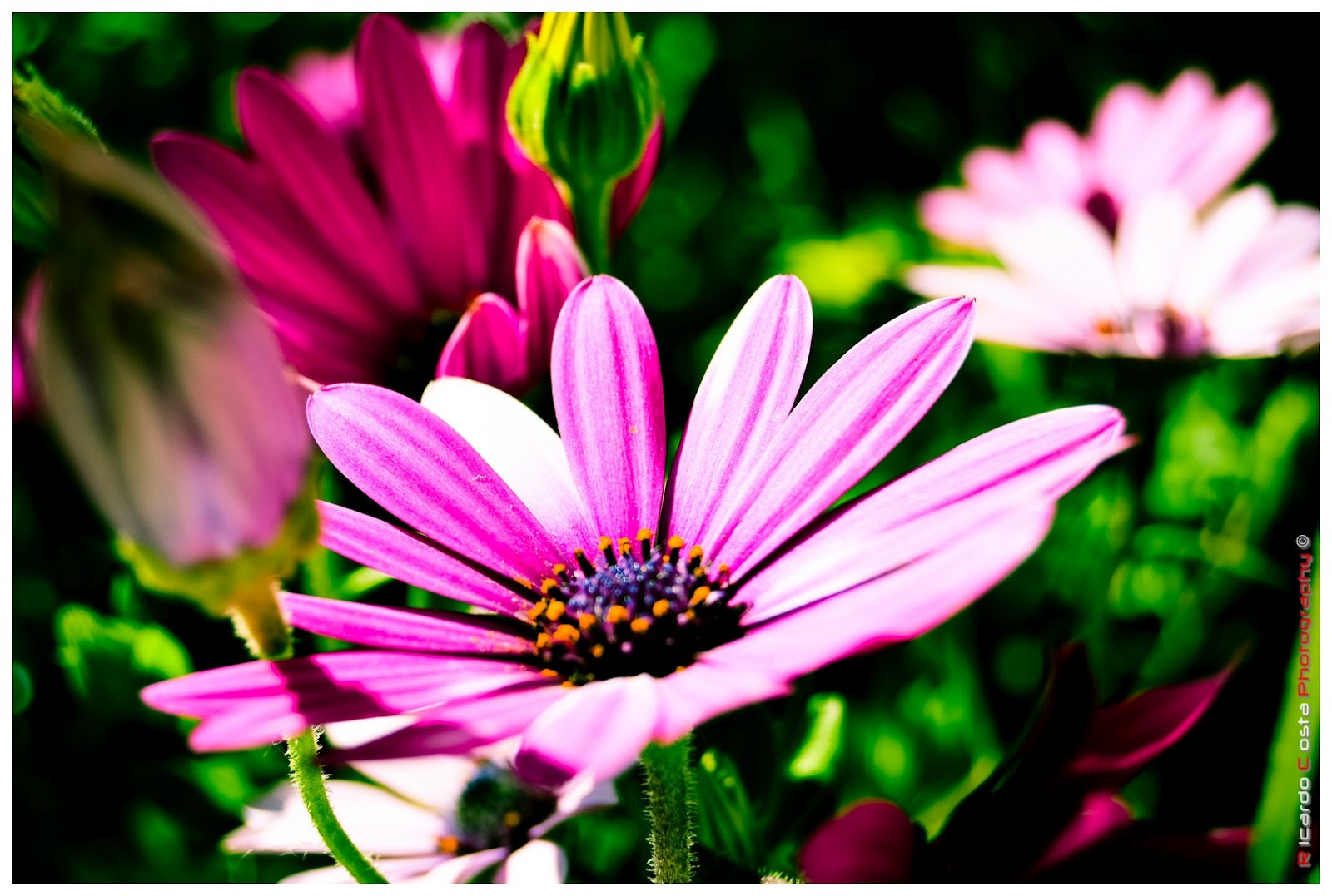 RicardoCosta © Nature & Landscape Photography: Fauna e Flora