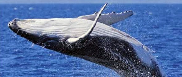 Toda la información sobre la ballena azul aquí - Clima, Medio Ambiente ...