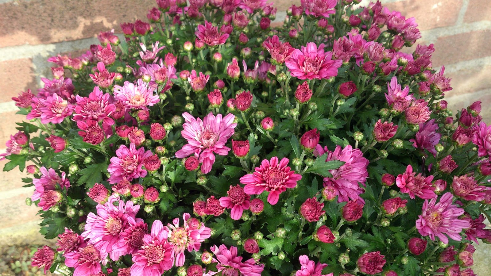 Vademecum Interesting Plants: Dendranthema - Chryzantema - Chrysanthemum