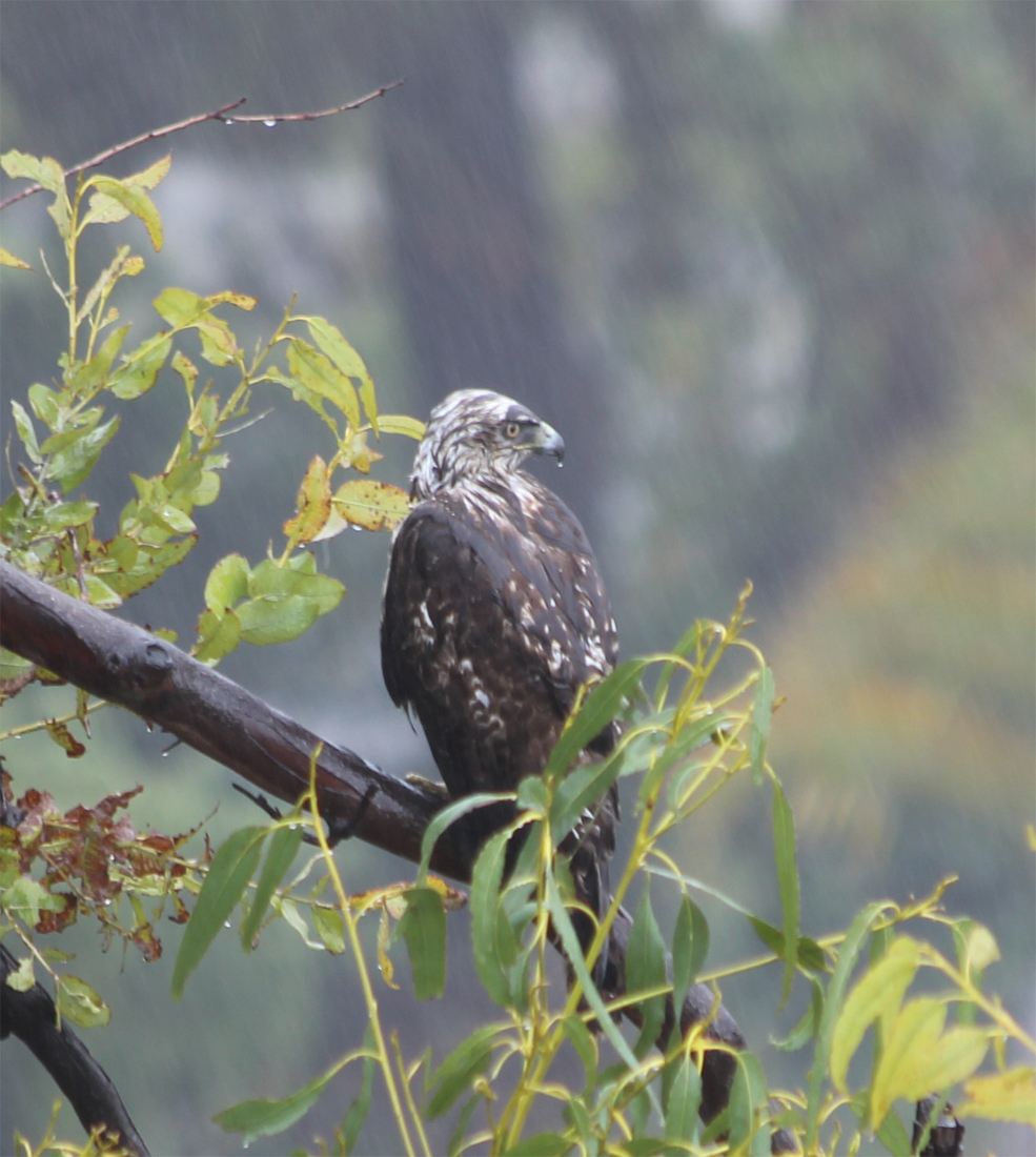 BirdCam on Cheltenham: Red-tailed Hawk in the rain