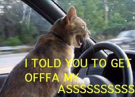 The BLOG: Road Rage Cat Blog Friday