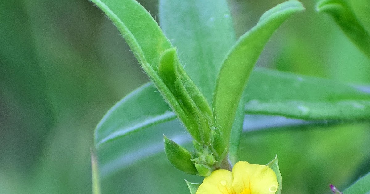 वनधन सह्याद्रीचे: Flowers: Field Milkwort | Sanjivani – संजीवनी ...