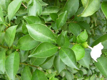 Kiss Me Quick for Bono Odora | SL Flora