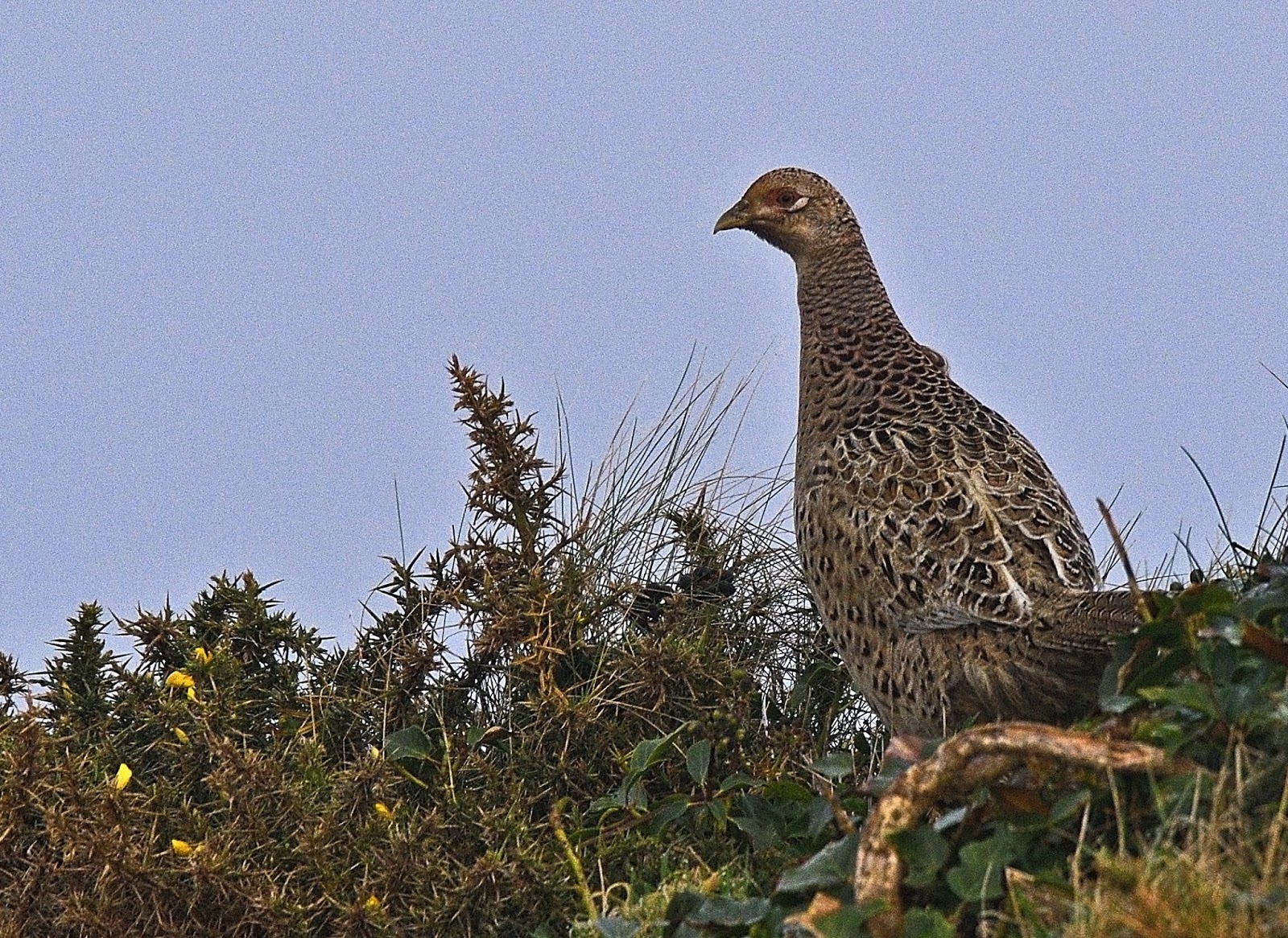 Alan James Photography : Carn Gloose today