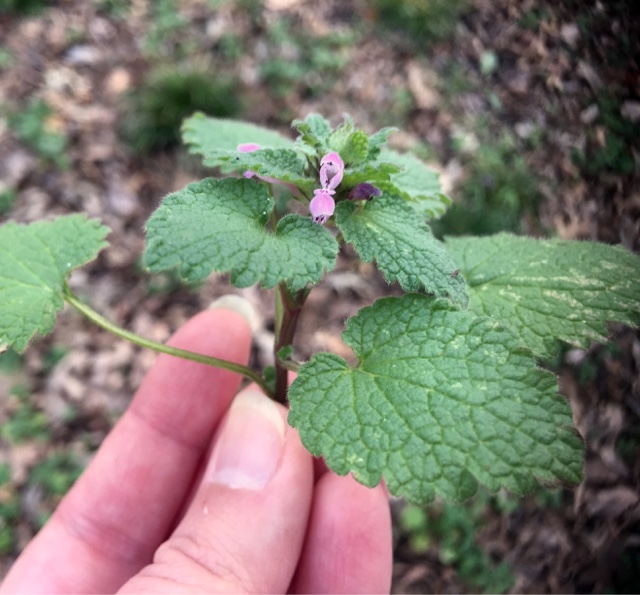 The Foraged Foodie: Deadnettle and Henbit: two edible, medicinal herbal ...
