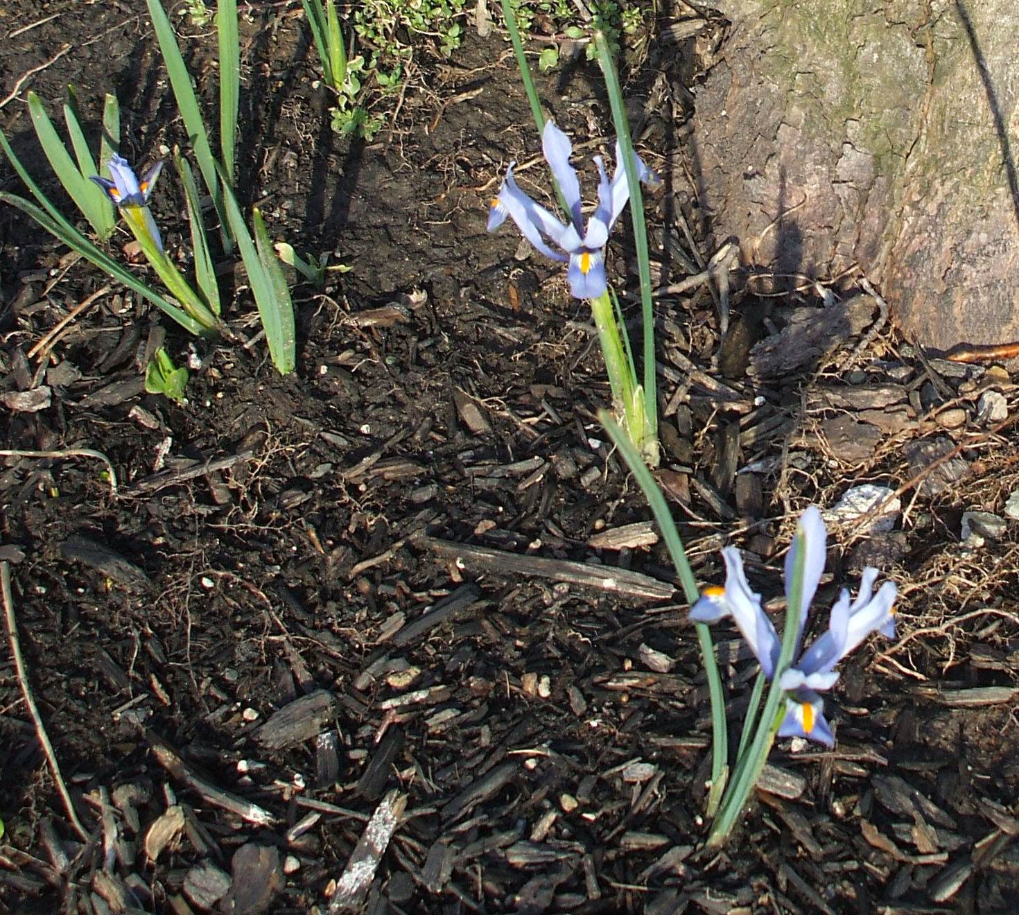 Suburban Gardeness: Planting the Raised Bed and Irises Blooming