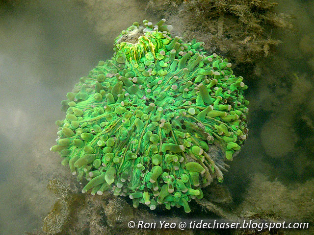 tHE tiDE cHAsER: Acoel Worms (Phylum Acoelomorpha) of Singapore