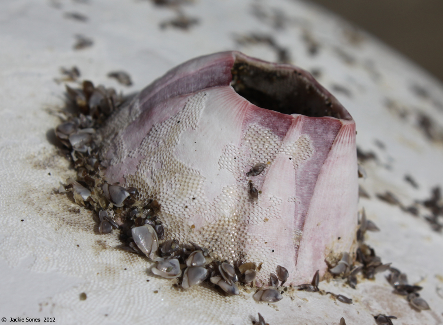 The Natural History of Bodega Head: The journey, Part 2