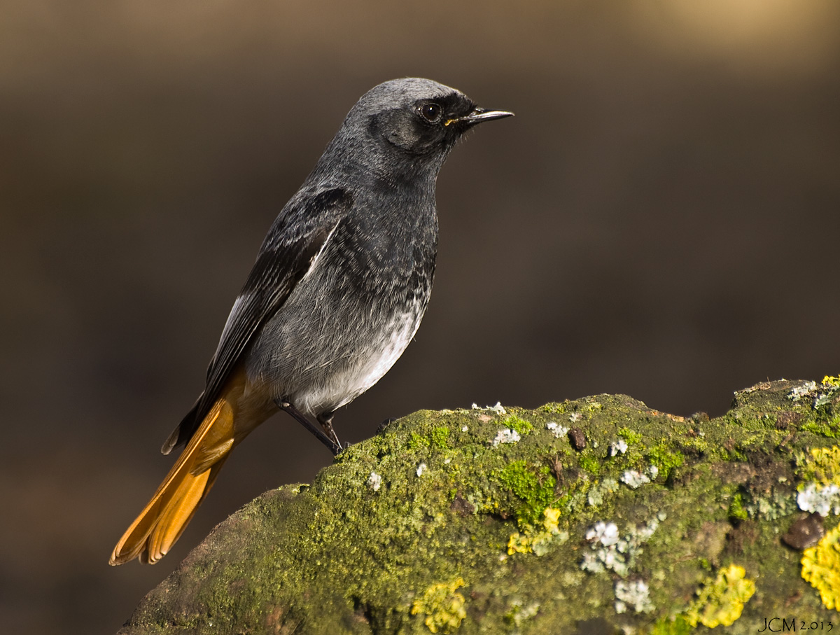 Fauna del Valle - Fotografía de Naturaleza: Colirrojo tizón ...