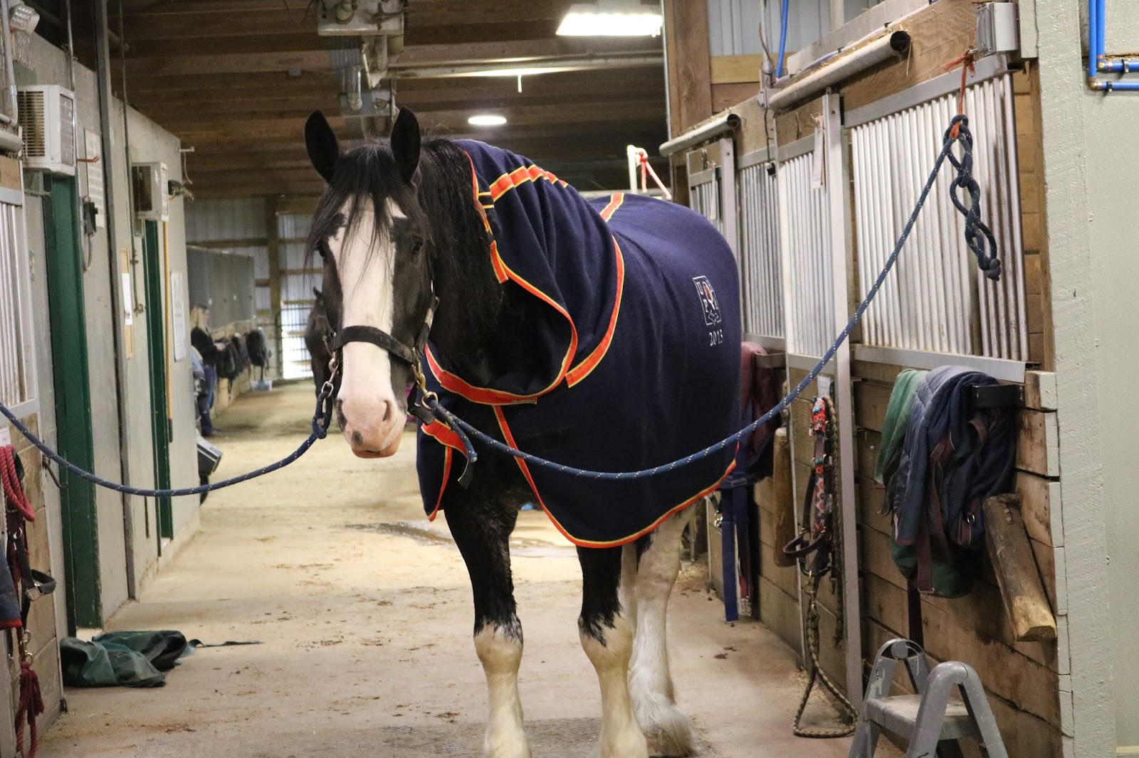 Friends at the Woods: Meet the Horses in the Western Barn