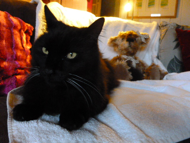 Soggibottom: Marley Wynn's New Bear. Tips for photograping teddy bears.