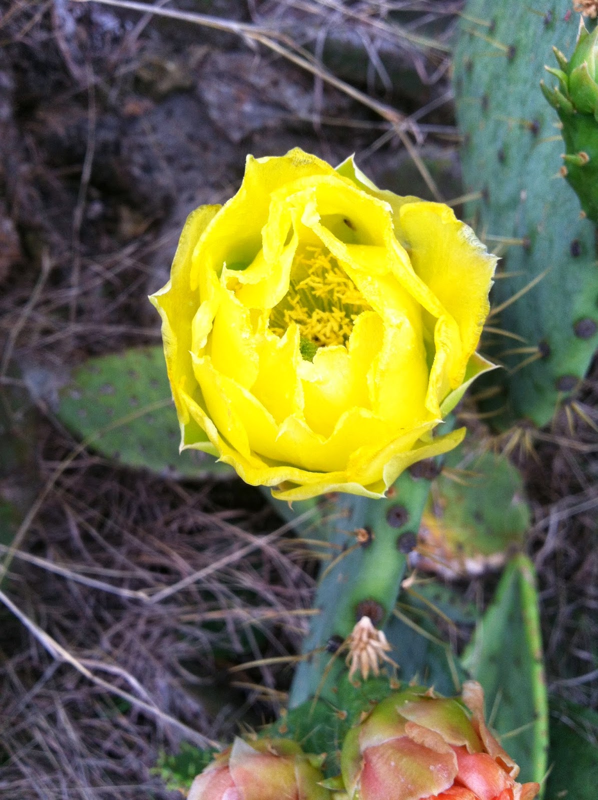 organicgreendoctor: one and only flower