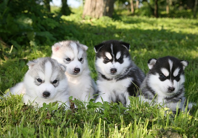 Gyvunai: Sibiro Haskiai